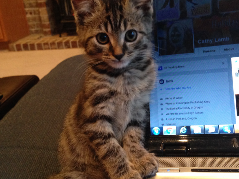 Being a Cool Cat While Making Presentations | Writers In The Storm
